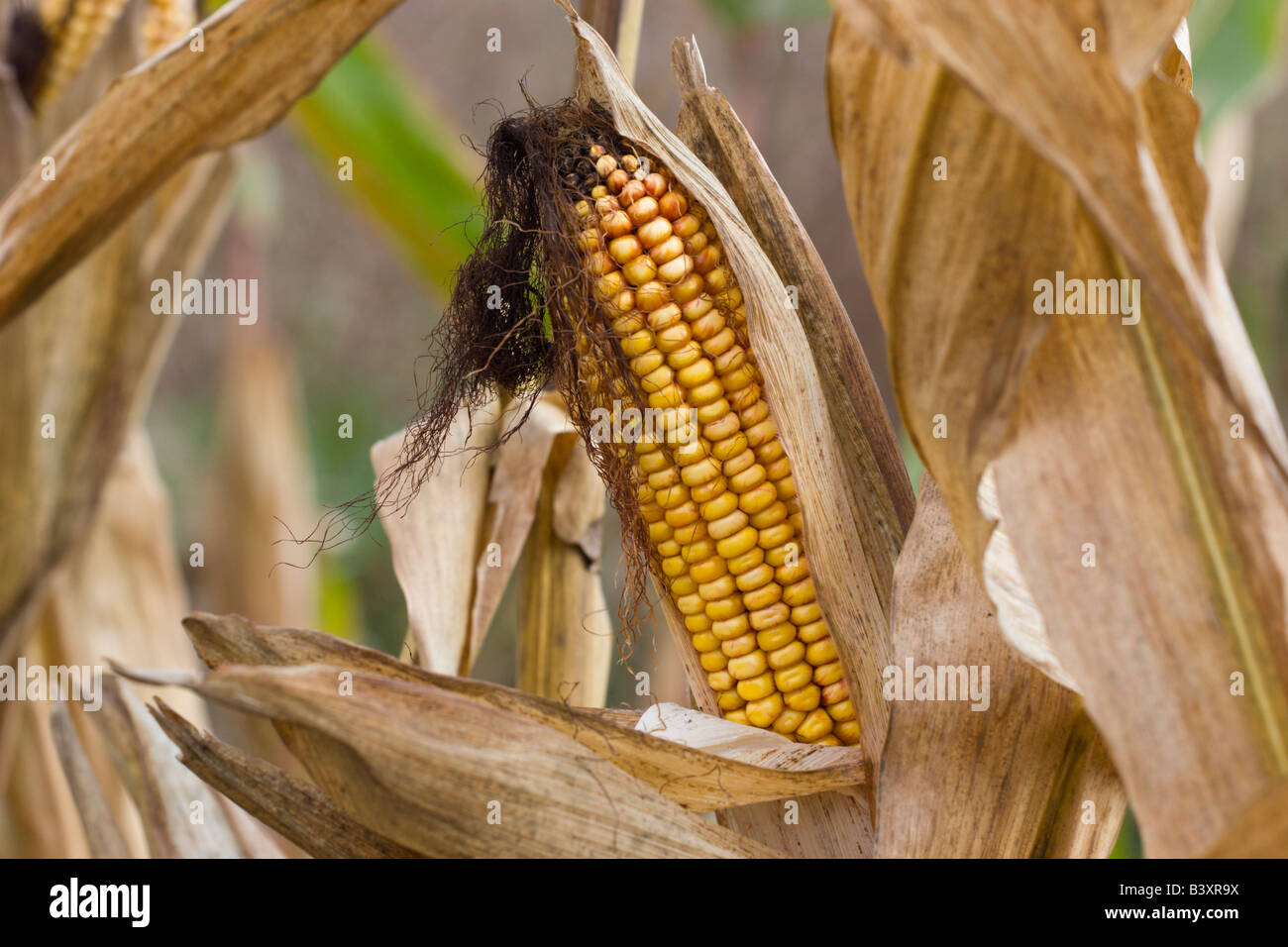 Ear harvest hi-res stock photography and images - Alamy