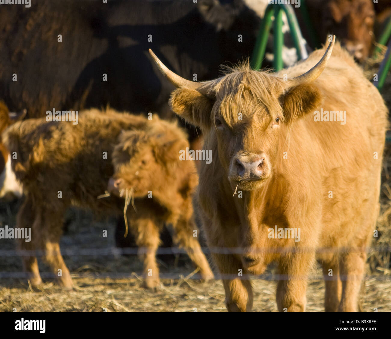 Calf farmyard bull hi-res stock photography and images - Alamy