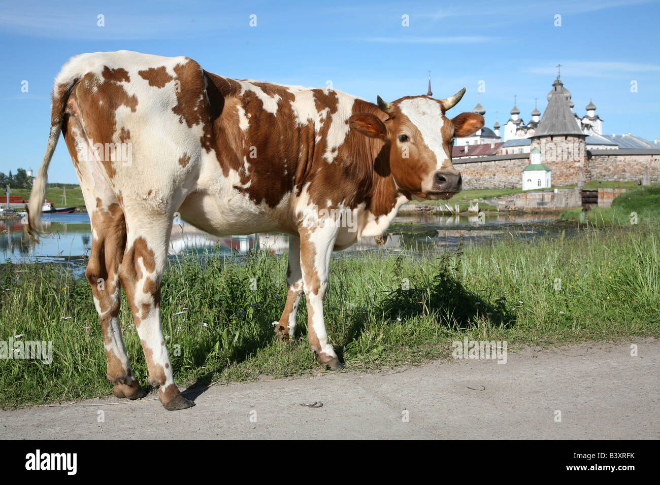 Cow in front of the Solovetsky Monastery on the Solovetsky Islands in ...