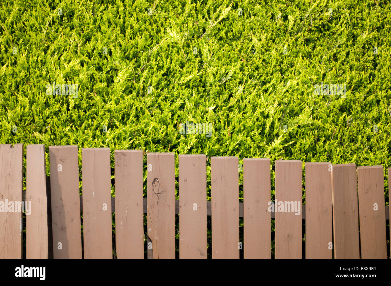 Conifer hedge hi-res stock photography and images - Alamy