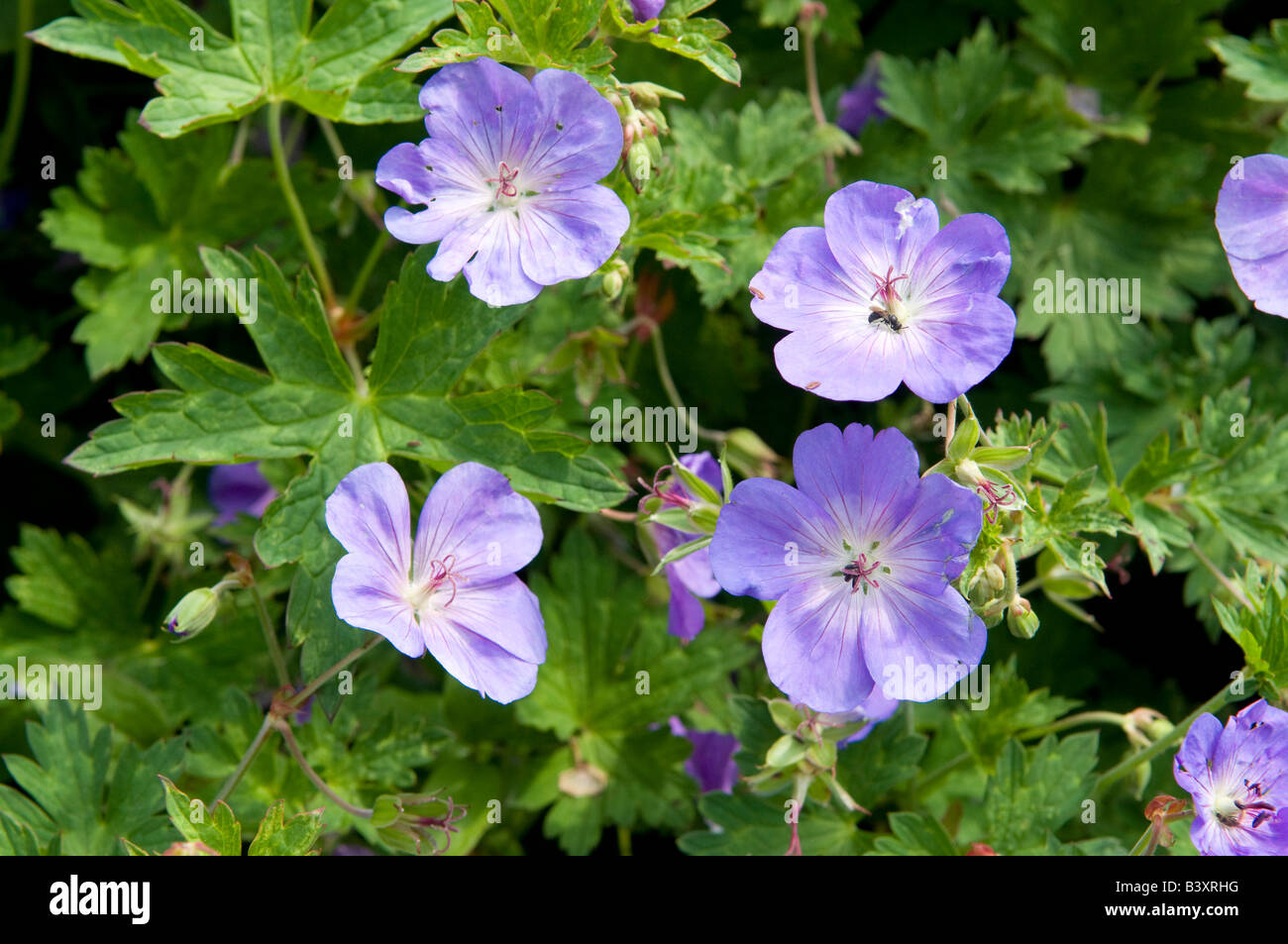 Geranium `Cranesbill` Rozanne Gerwat Stock Photo - Alamy