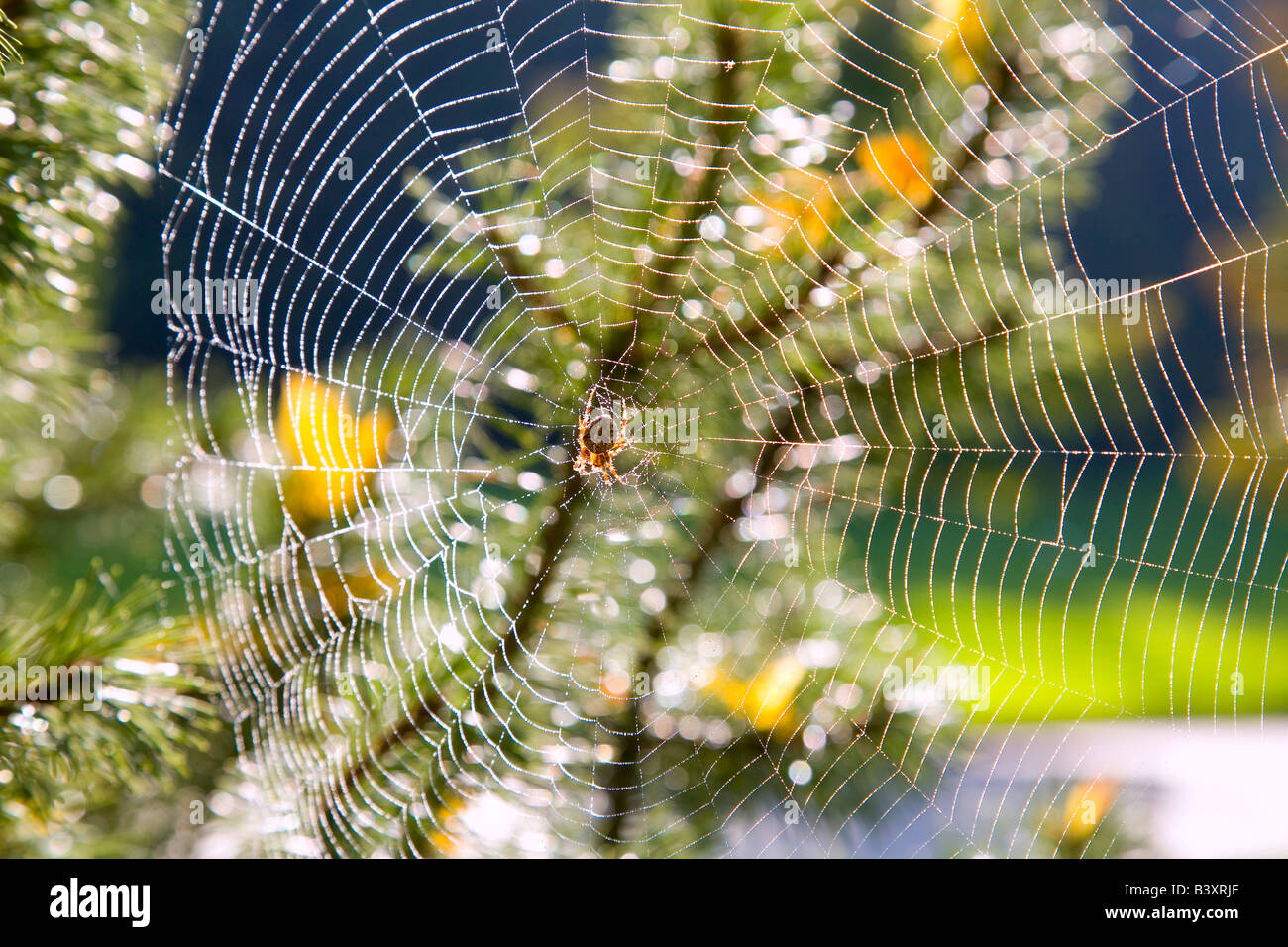 Spider on web Stock Photo - Alamy