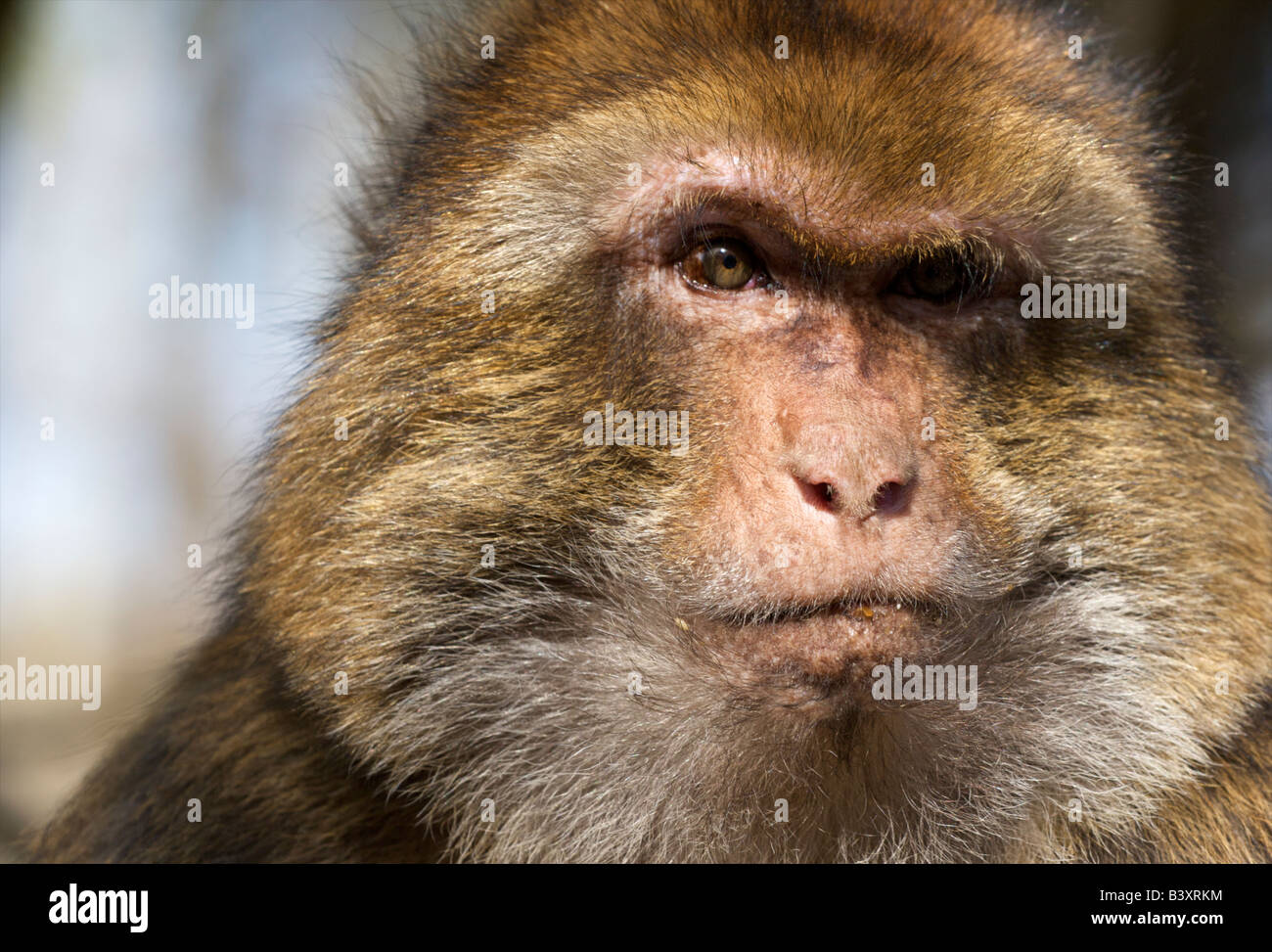 Portrait of a barbary macaque Stock Photo - Alamy