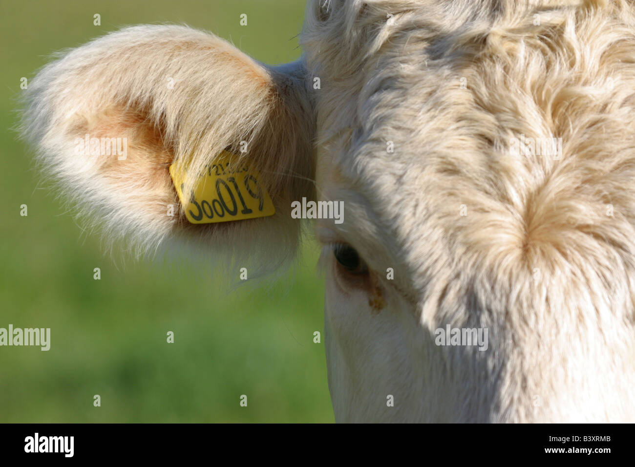 Milking Cow white head facing closeup. Ear with tag Charolais. Massif ...