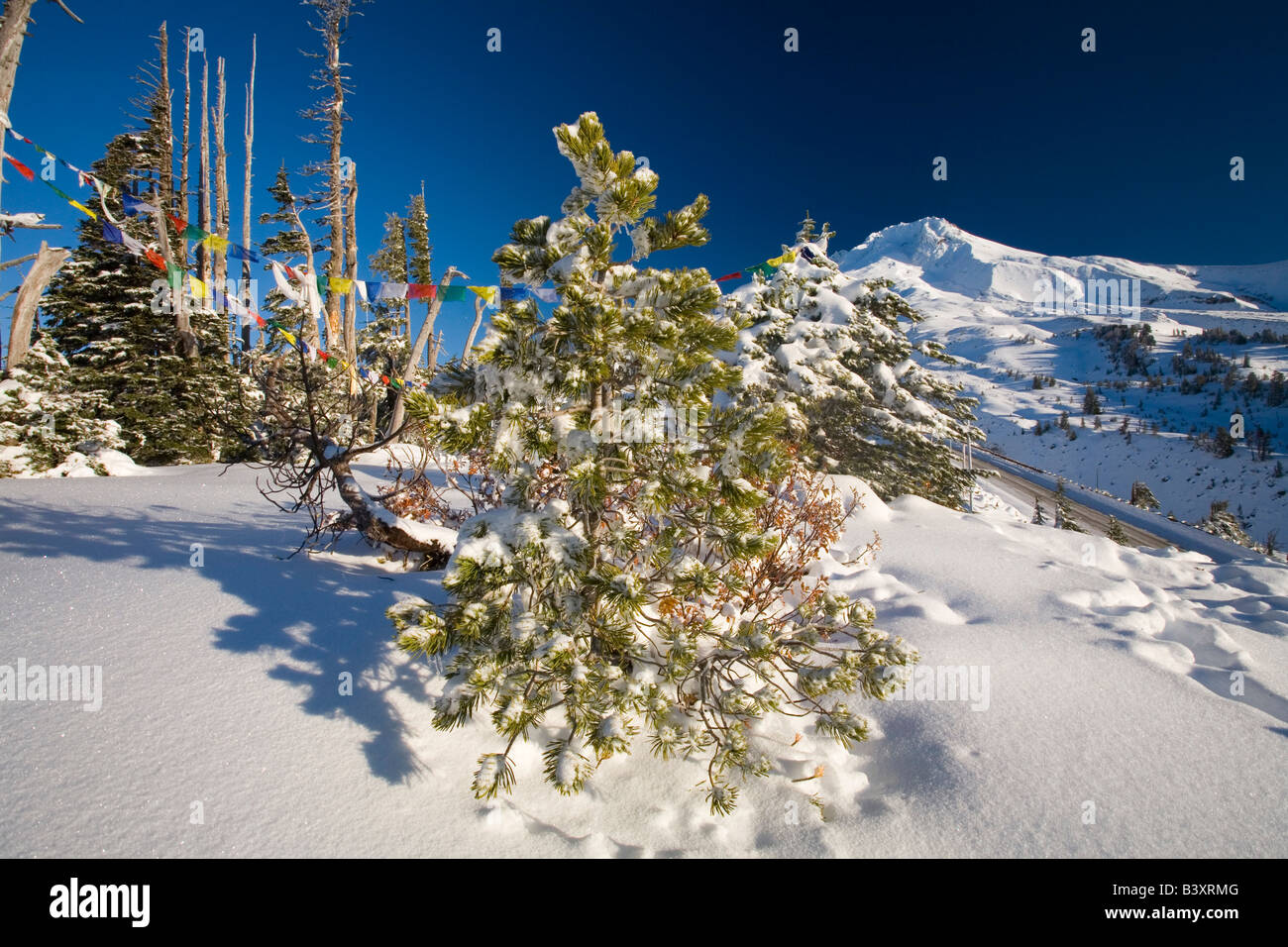 Trees in winter landscape at Mount Hood, Oregon, USA Stock Photo - Alamy