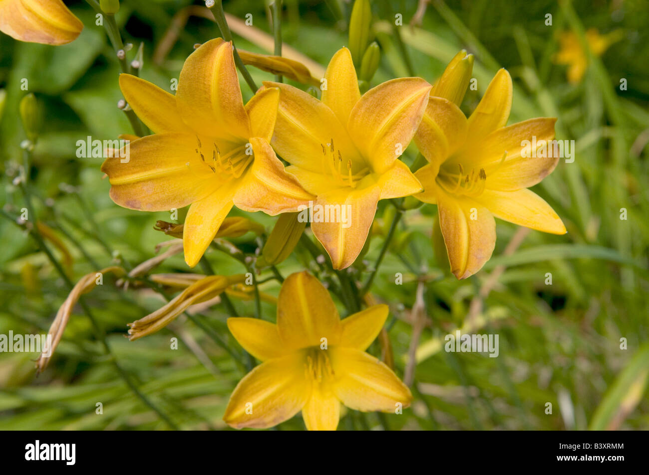 Hemerocallis Day Lily `Marion Vaughan` Stock Photo - Alamy