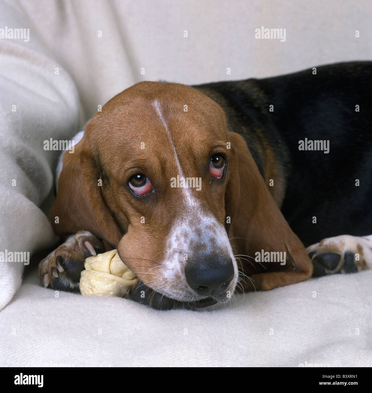 Female basset hound hi-res stock photography and images - Alamy