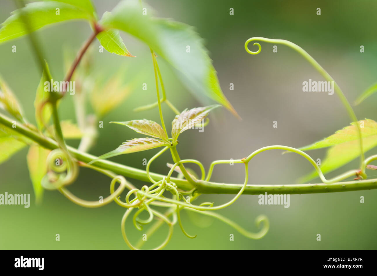 Virginia creeper hi-res stock photography and images - Alamy