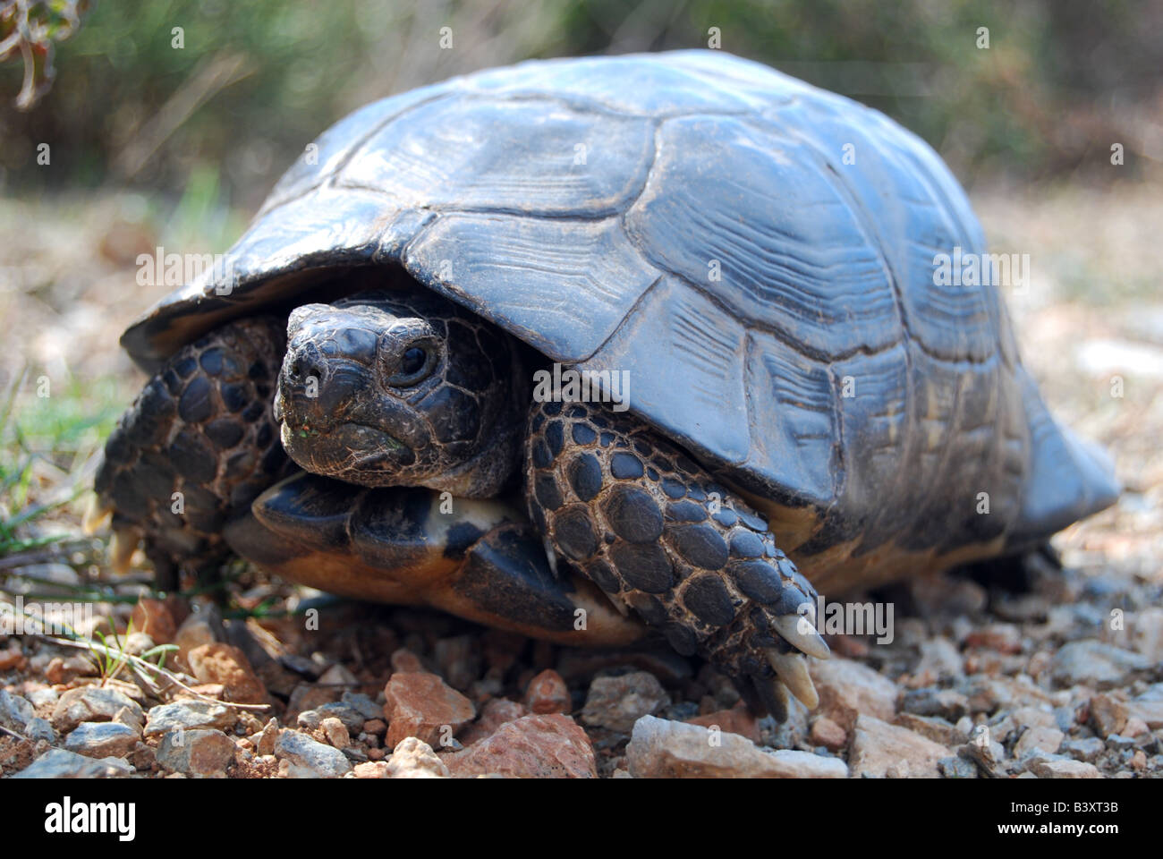 Closeup of a box turtle Stock Photo - Alamy