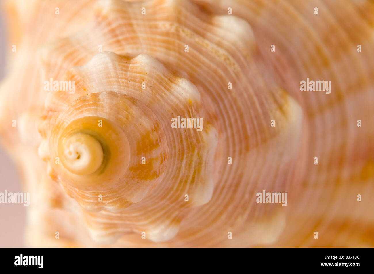 Close up of shell spiral detail Stock Photo - Alamy