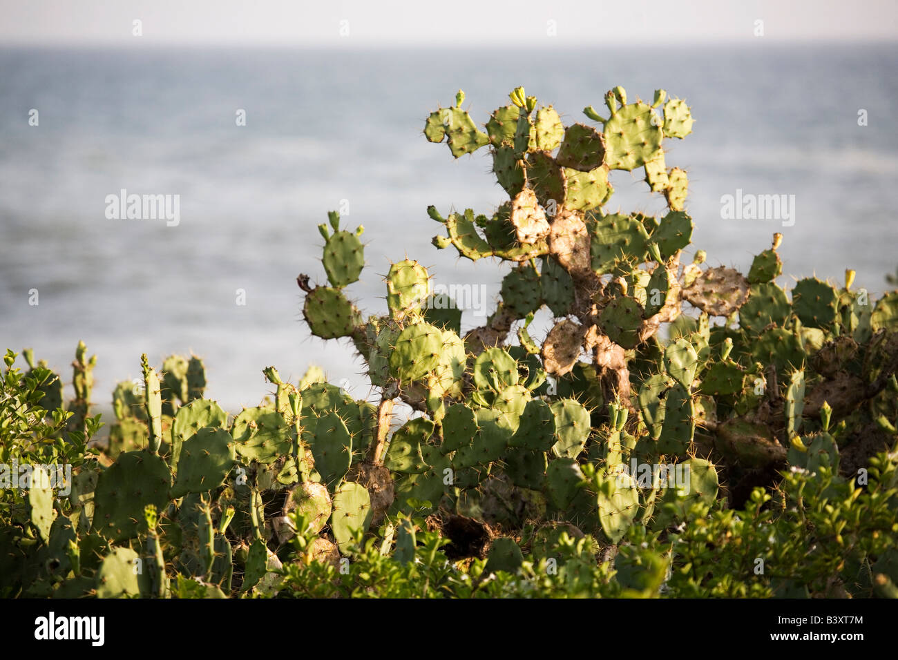 Cactus in india hi-res stock photography and images - Alamy