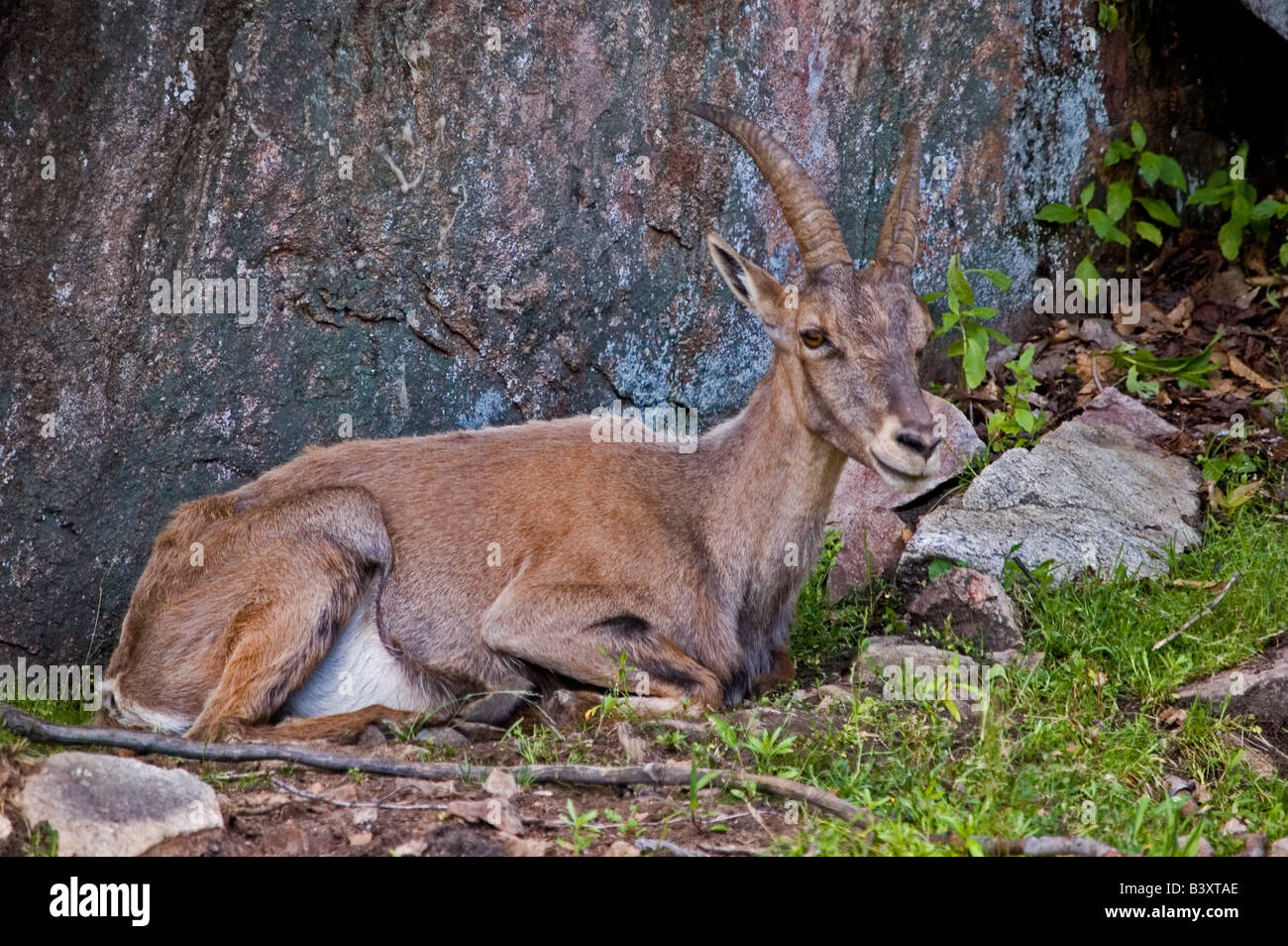 Resting Alpine Ibex Stock Photo - Alamy