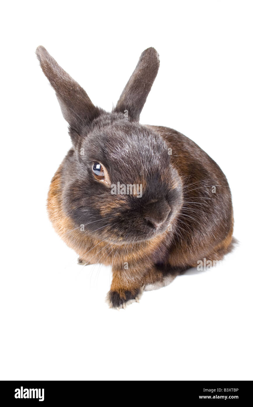 Black dwarf rabbit Cut Out Stock Images & Pictures - Alamy