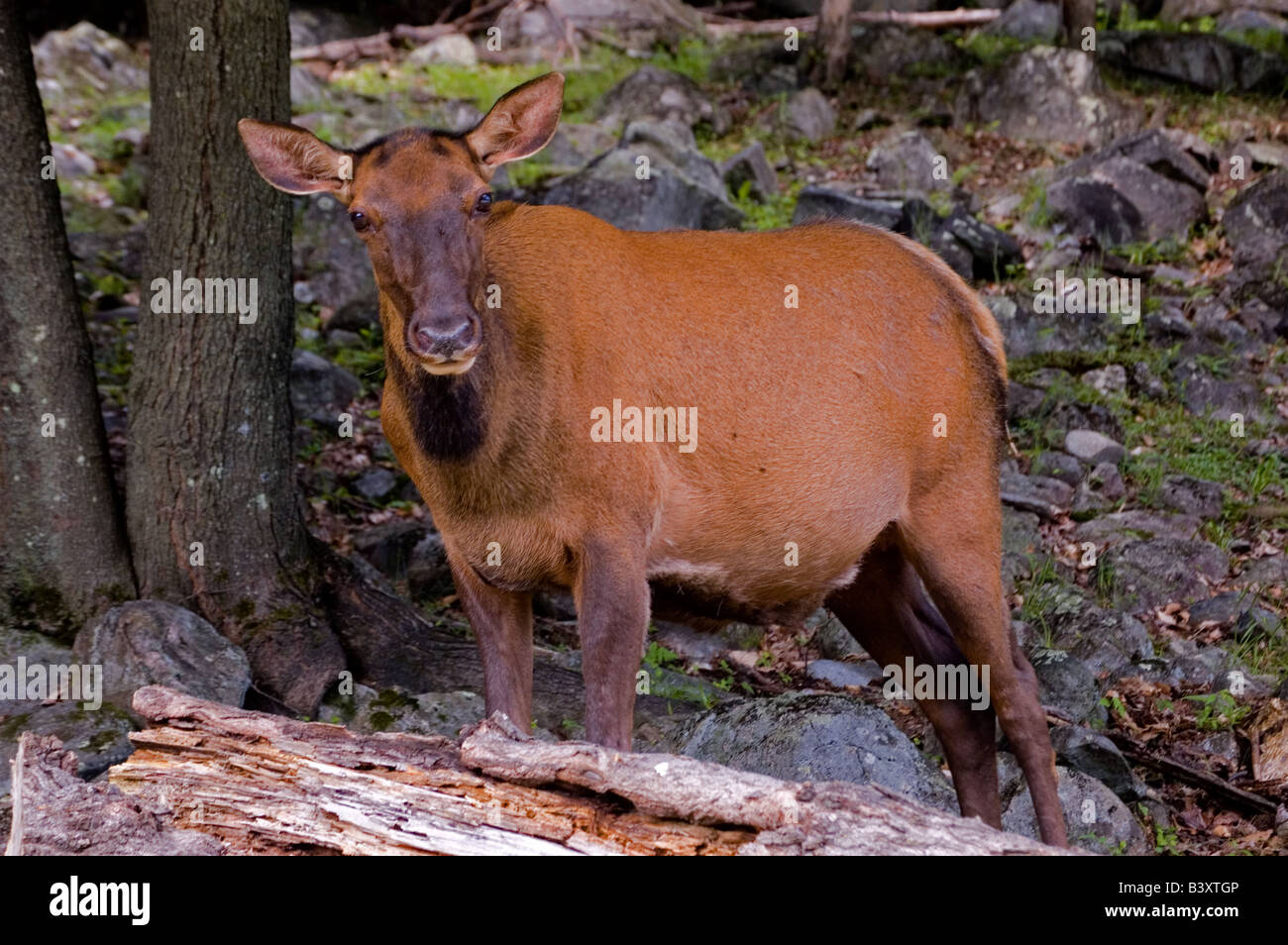A standing elk in summer Stock Photo - Alamy