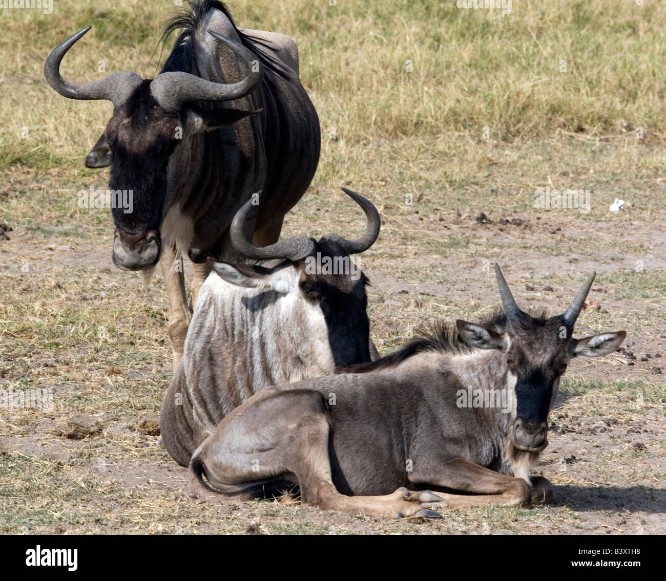 Family of Wildebeest Stock Photo - Alamy