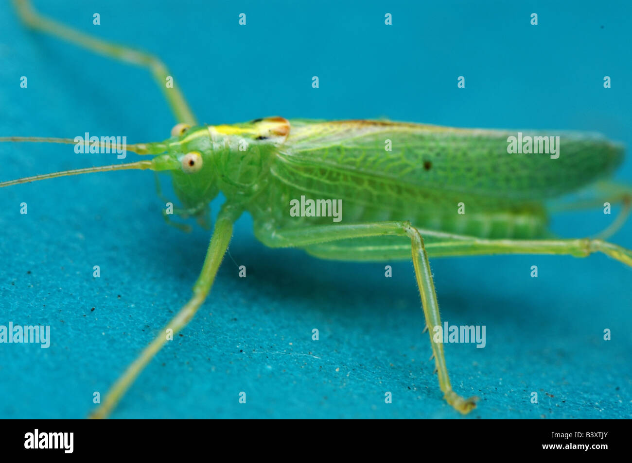 An Oak Bush Cricket Stock Photo - Alamy
