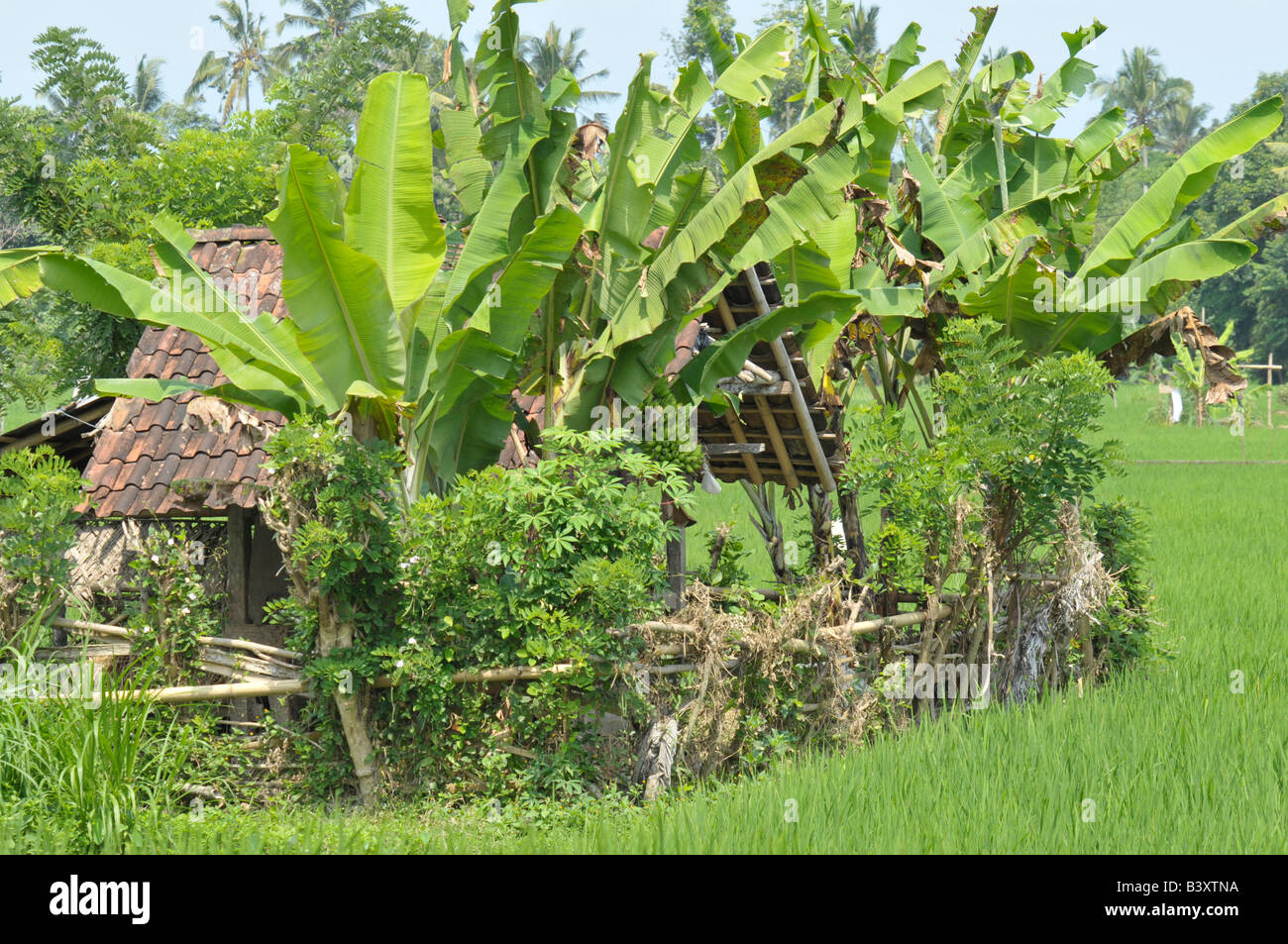 farmers house in the middle of a rice field, village outside ubud, bali ...