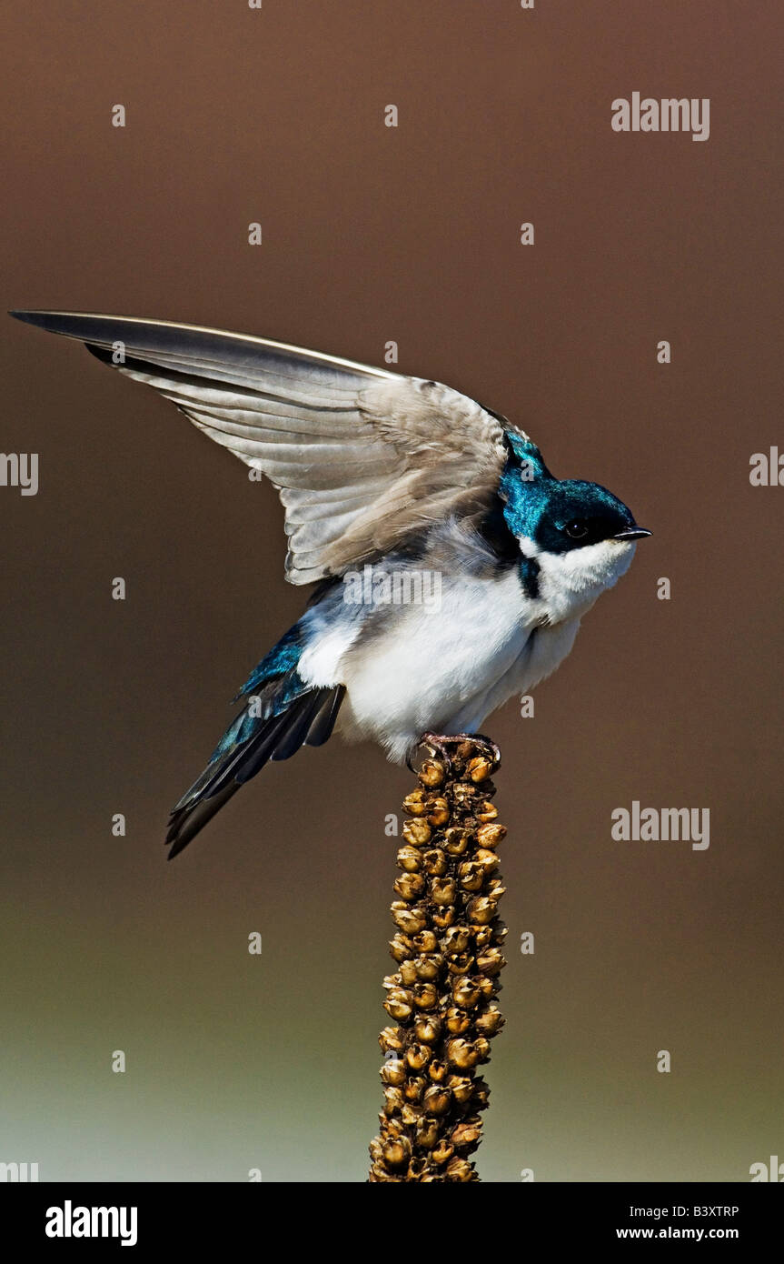 A tree swallow landing on common mullein Stock Photo - Alamy