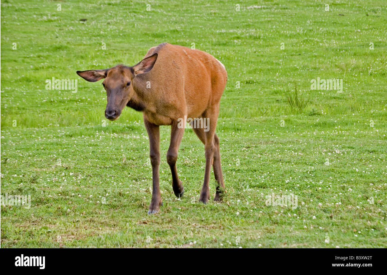 An Elk in summer Stock Photo - Alamy