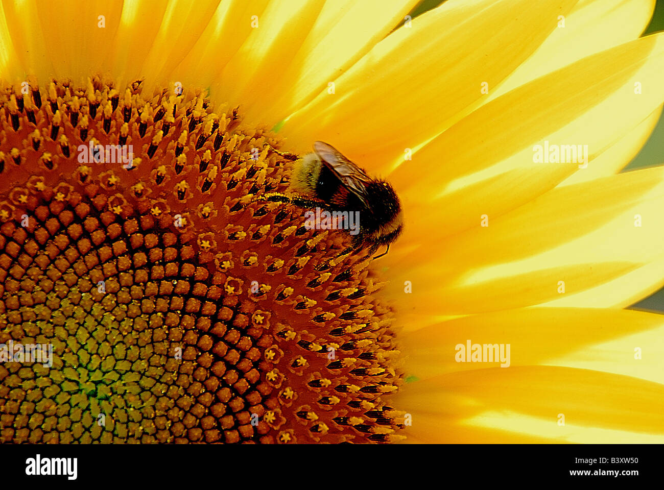 sunflower with a bee on the corolla Stock Photo - Alamy