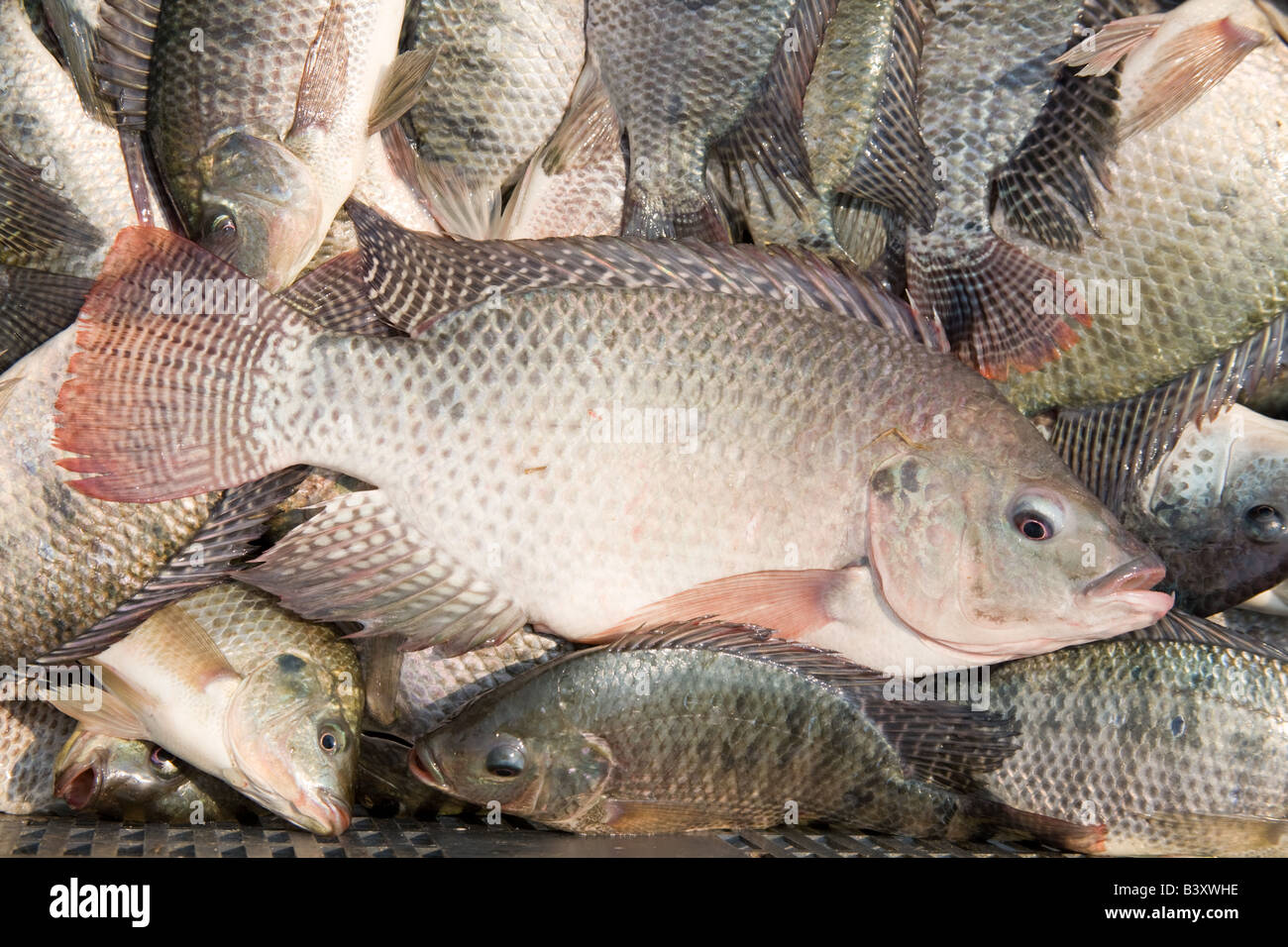 Talapia fish at Kafuie fisheries Zambia Africa Stock Photo - Alamy