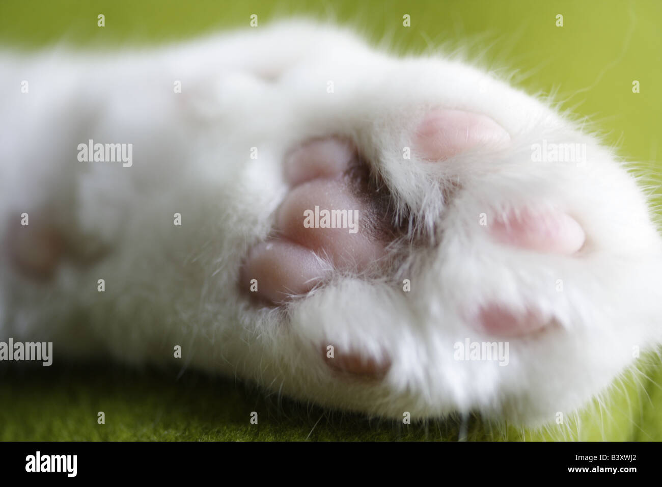 A picture of a cat's left paw on a green background Stock Photo - Alamy