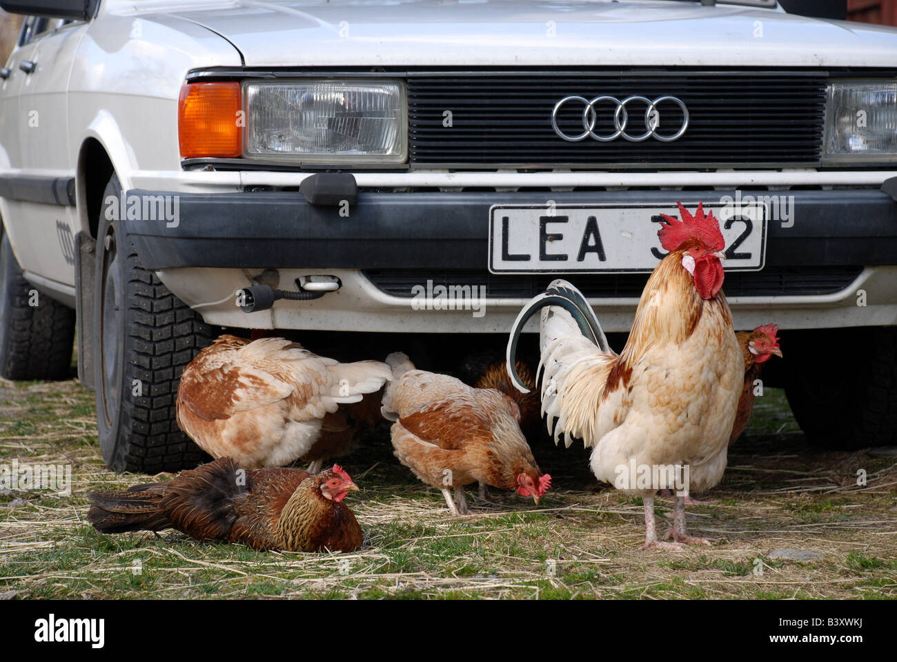 Chicken Car High Resolution Stock Photography and Images - Alamy
