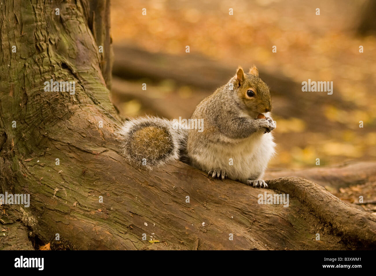 Fat grey squirrel hi-res stock photography and images - Alamy