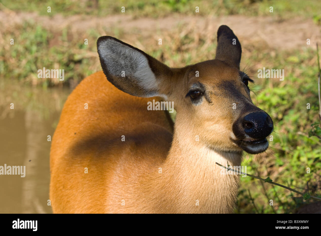 Captive Pampas Deer Ozotoceros bezoarticus in Mato Grosso do Sul Brazil ...