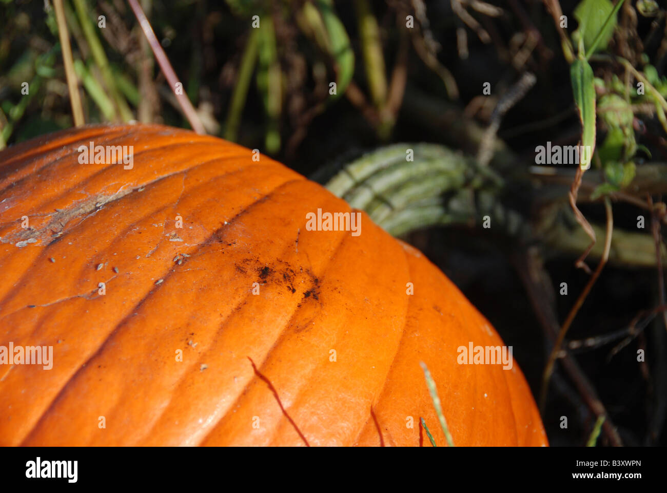 Pumpkin rind hi-res stock photography and images - Alamy