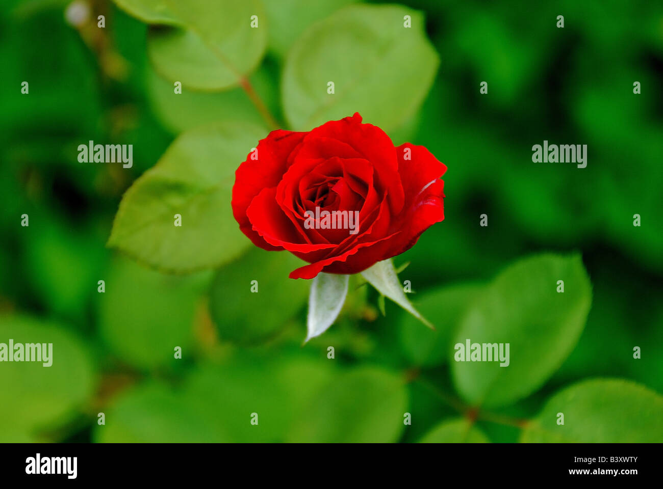 A red rose Stock Photo - Alamy