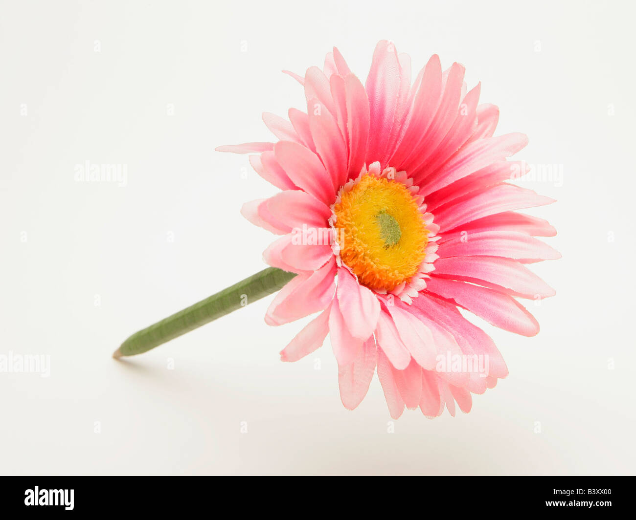 Pink gerbera daisy Stock Photo - Alamy