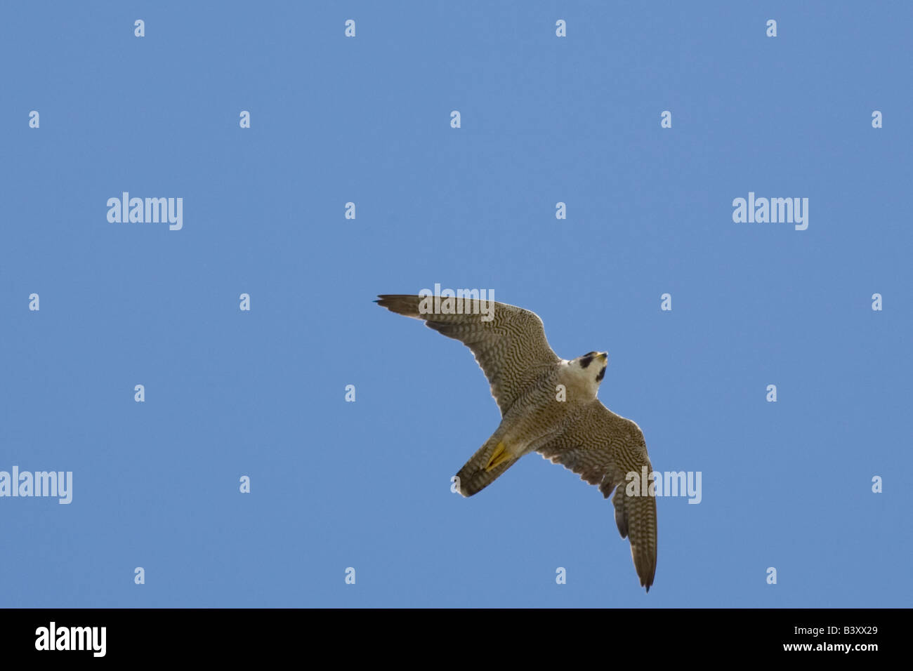 Peregrine falcon flight britain hi-res stock photography and images - Alamy