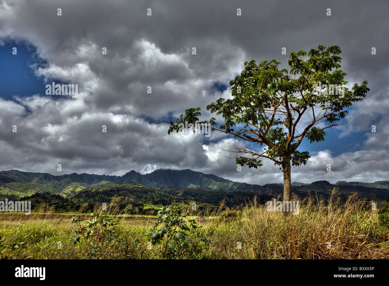 Landscape near Haleiwa Oahu Pacific Ocean Hawaii USA Stock Photo - Alamy