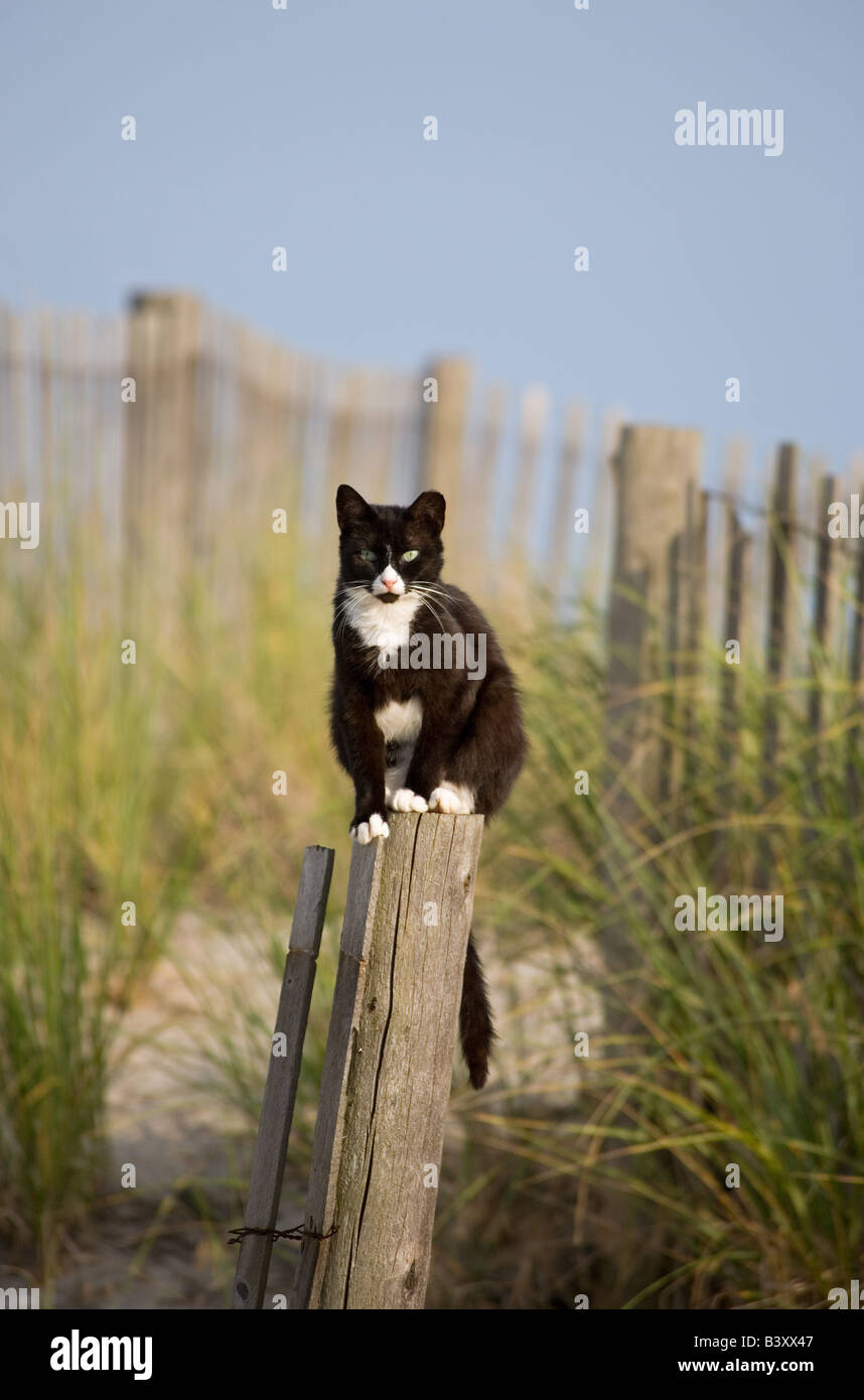 Atlantic city new jersey beach hi-res stock photography and images - Alamy