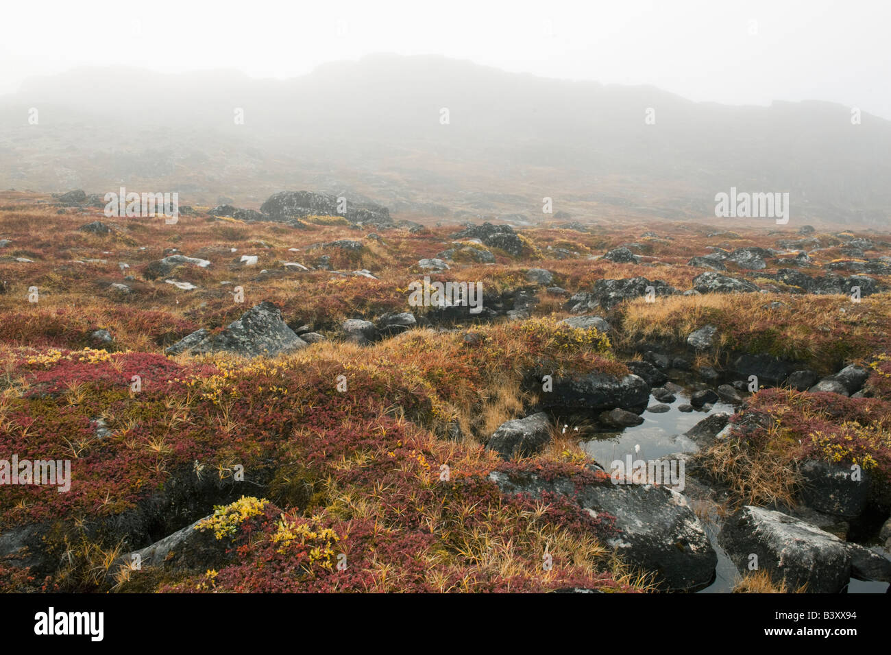 The Arctic Tundra High Resolution Stock Photography and Images - Alamy