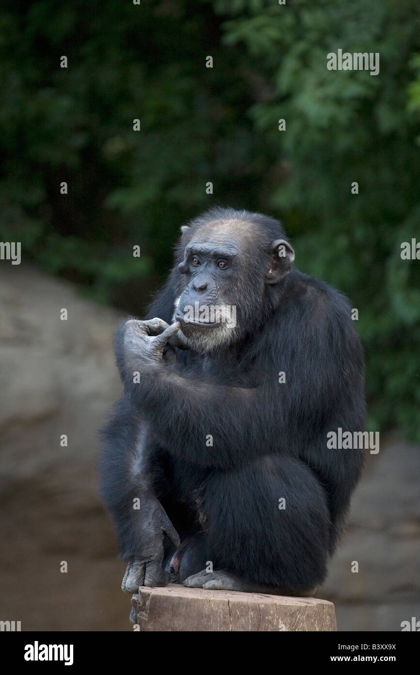 Thinking ape hi-res stock photography and images - Alamy