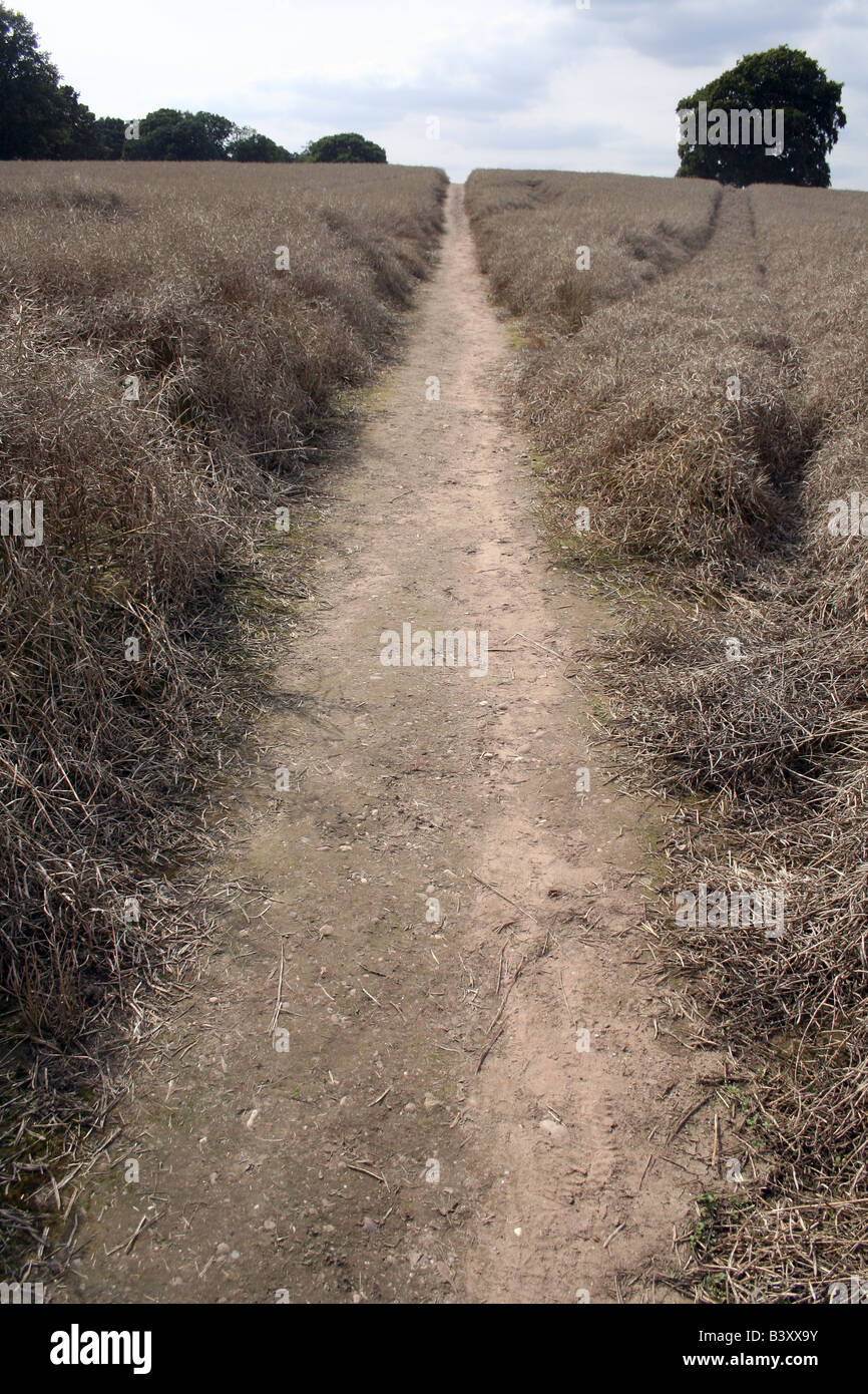 Dry footpath in August bordering farming land near Berkswell, Coventry ...