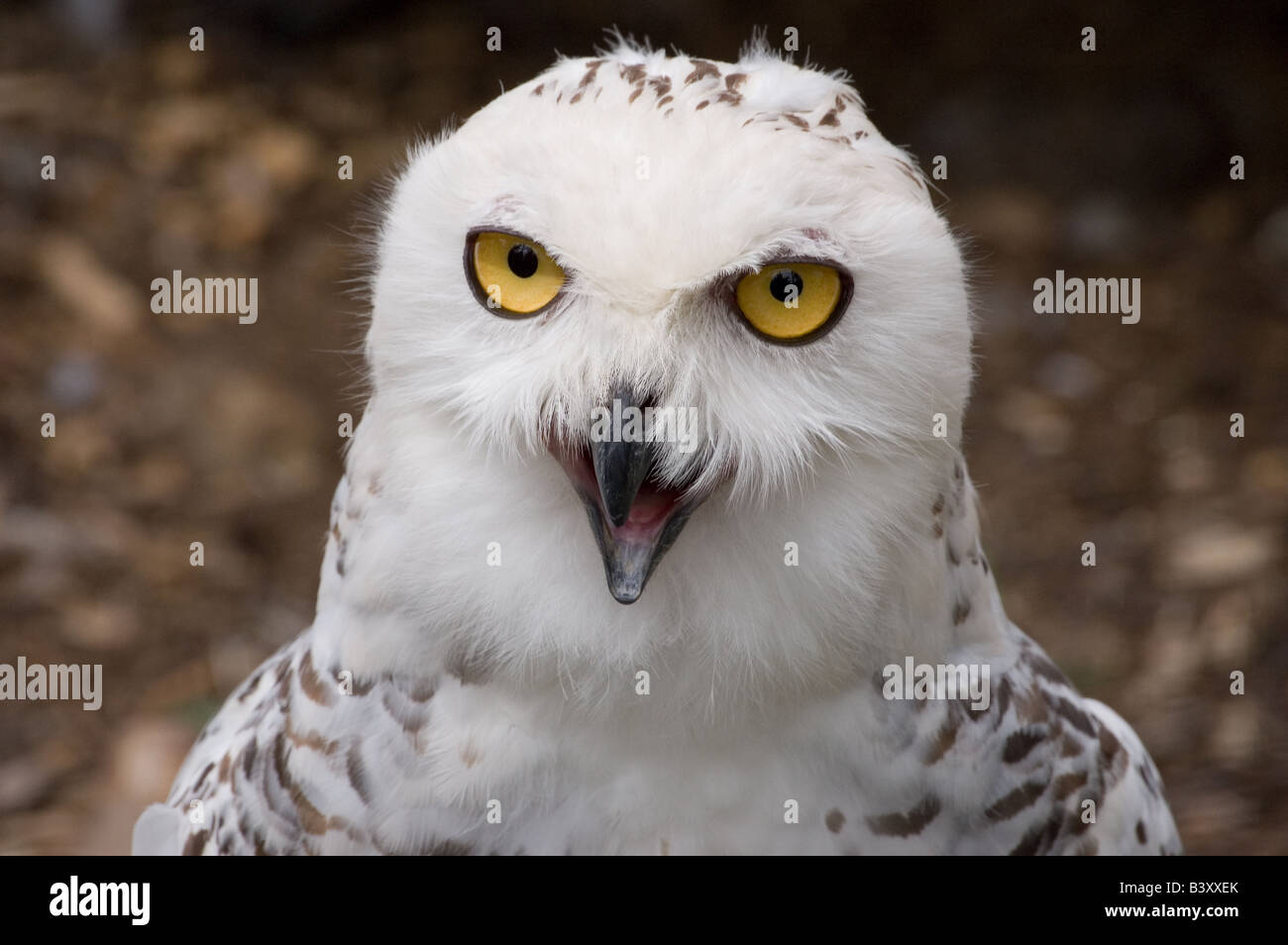 Owl angry hi-res stock photography and images - Alamy