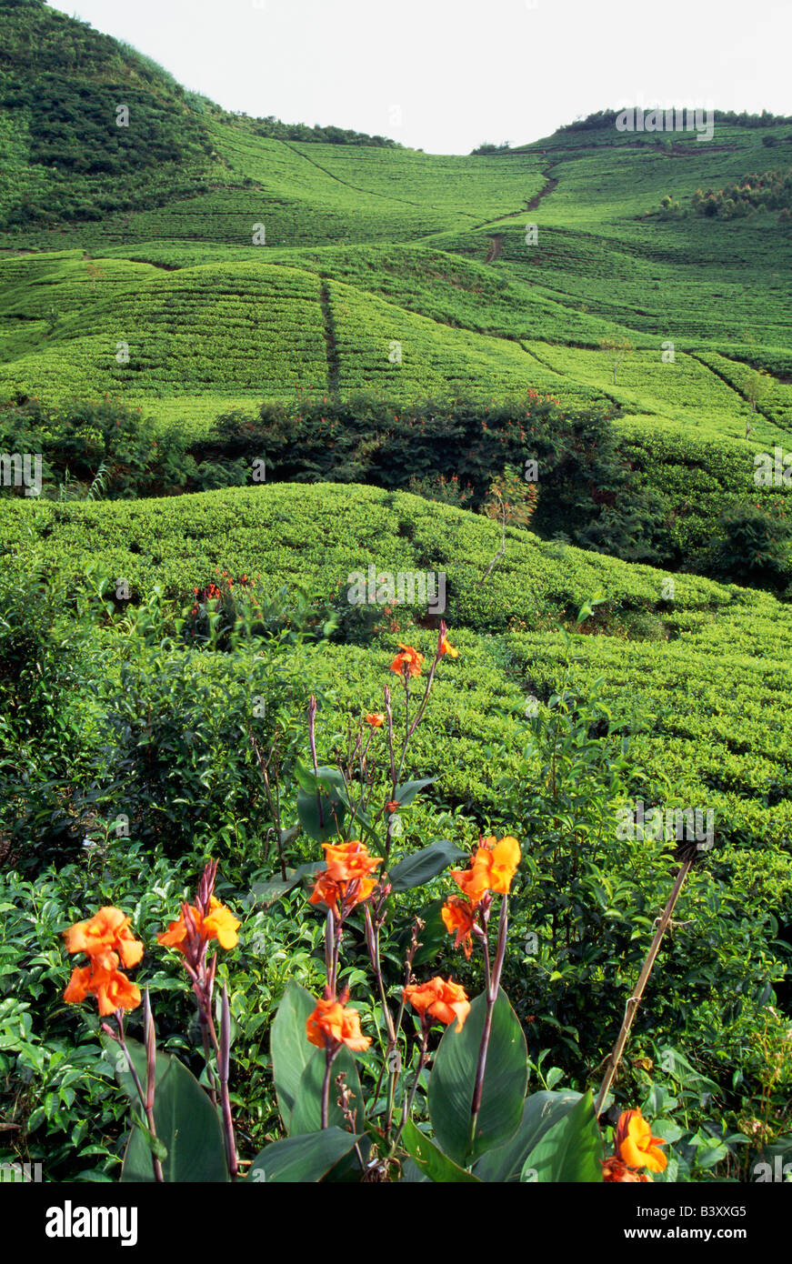 Bogor hi-res stock photography and images - Alamy