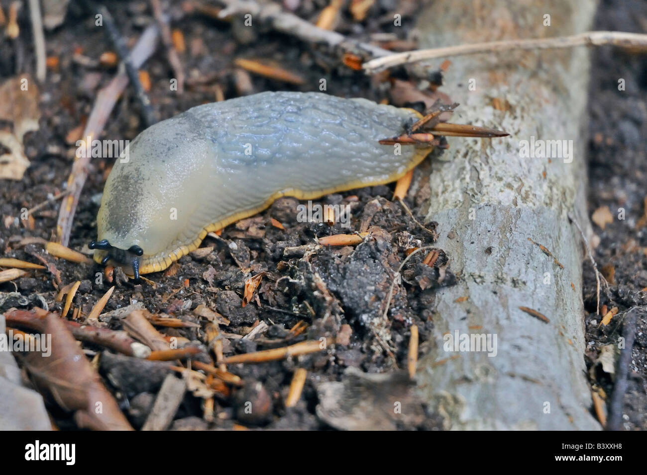 Black slug hi-res stock photography and images - Alamy