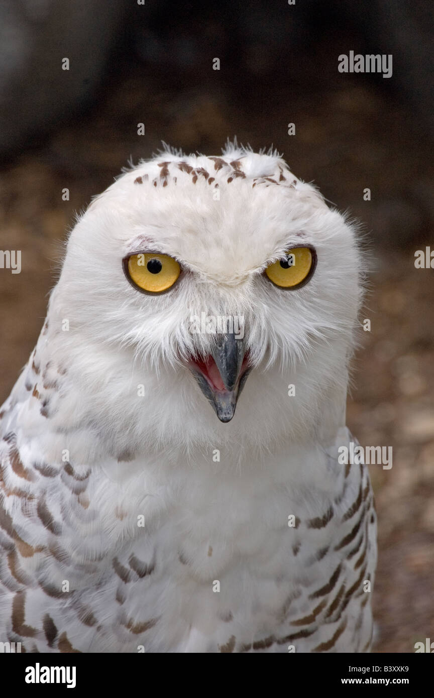 An angry Snowy Owl Stock Photo - Alamy