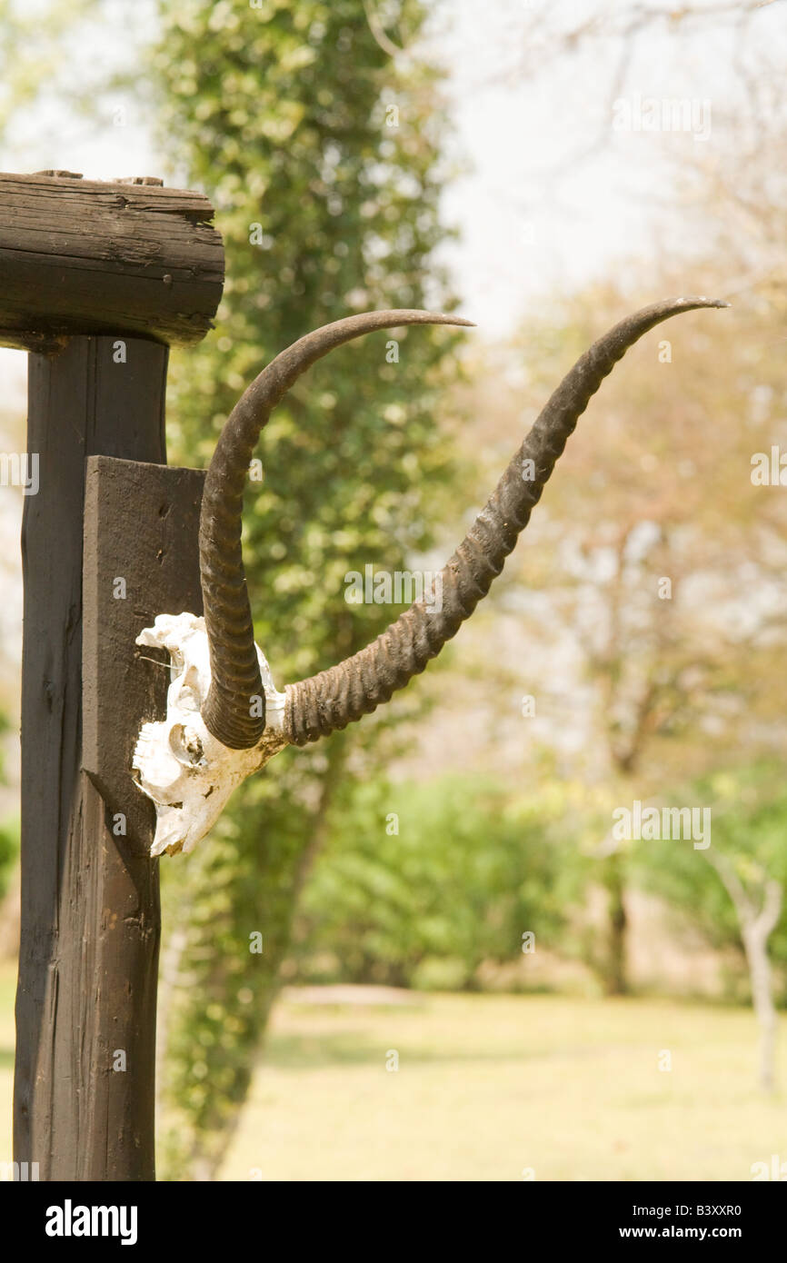Trophy hunt africa hi-res stock photography and images - Alamy
