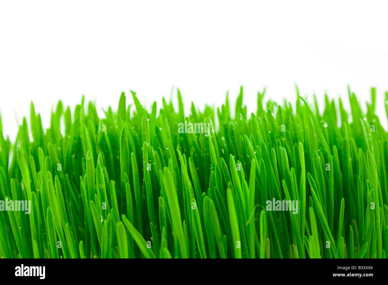 green grass isolated Stock Photo - Alamy