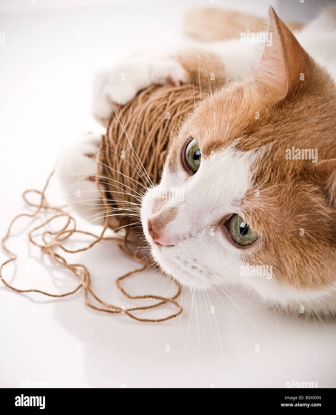 Kitten playing with wool ball Stock Photo - Alamy