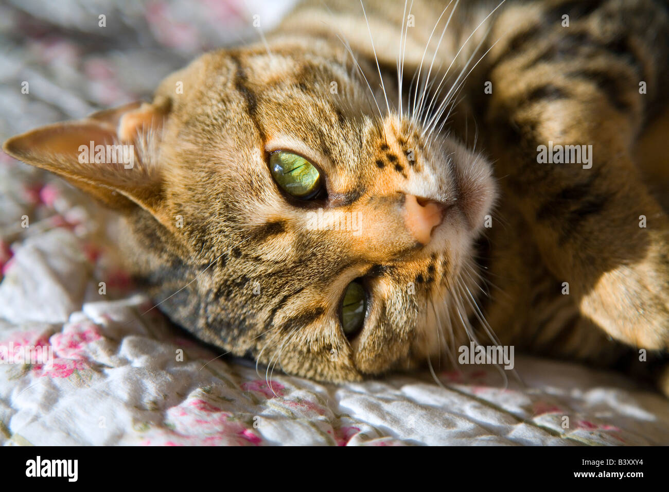 Cat lying down Stock Photo - Alamy