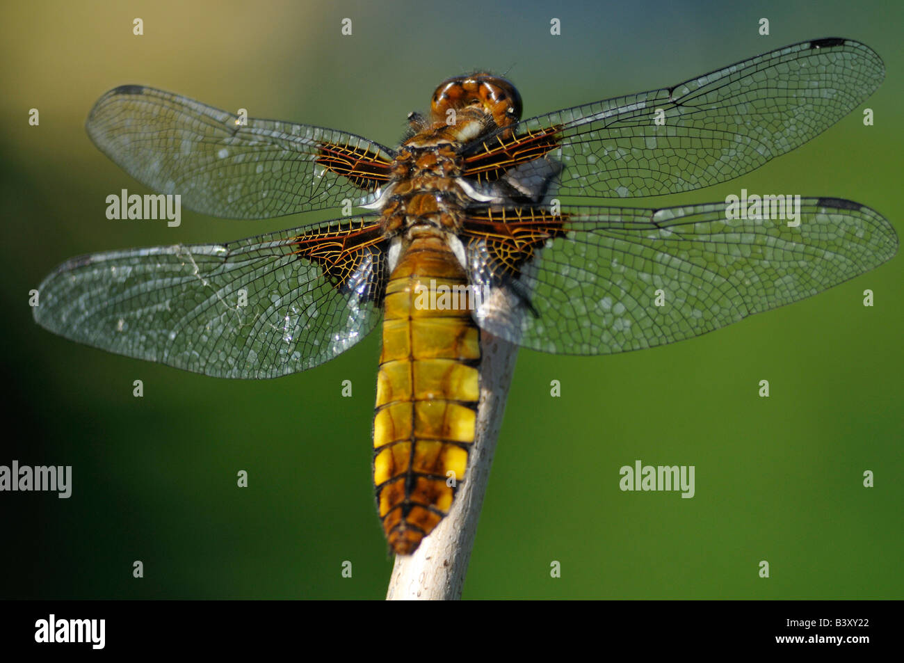 Dragonfly - The Broad bodied Chaser Libellula depressa Stock Photo - Alamy
