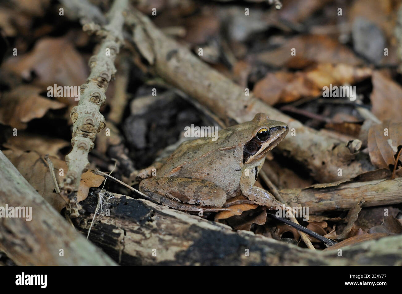 The Agile Frog Rana dalmatina hiding between leaves at the forest floor ...