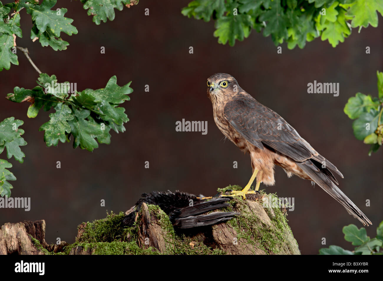 Perched sparrowhawk hi-res stock photography and images - Alamy