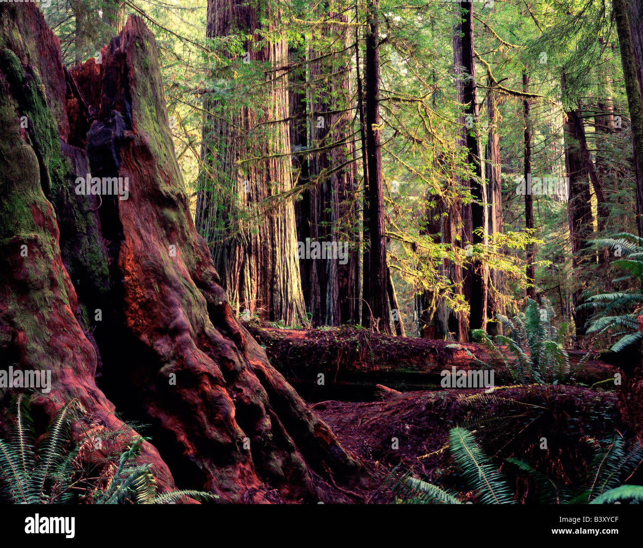Sequoia sempervirens hi-res stock photography and images - Alamy